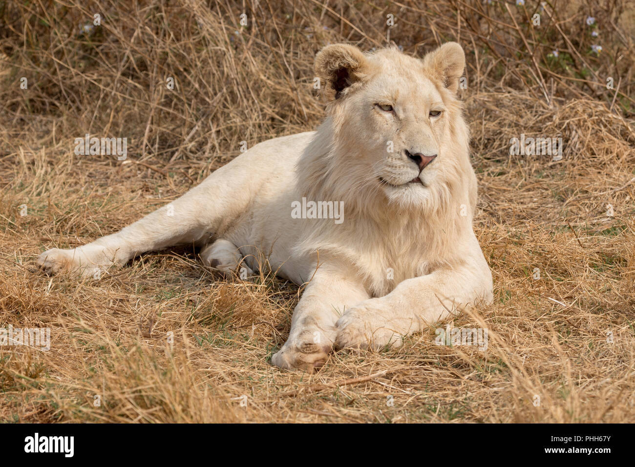 West African White Lion