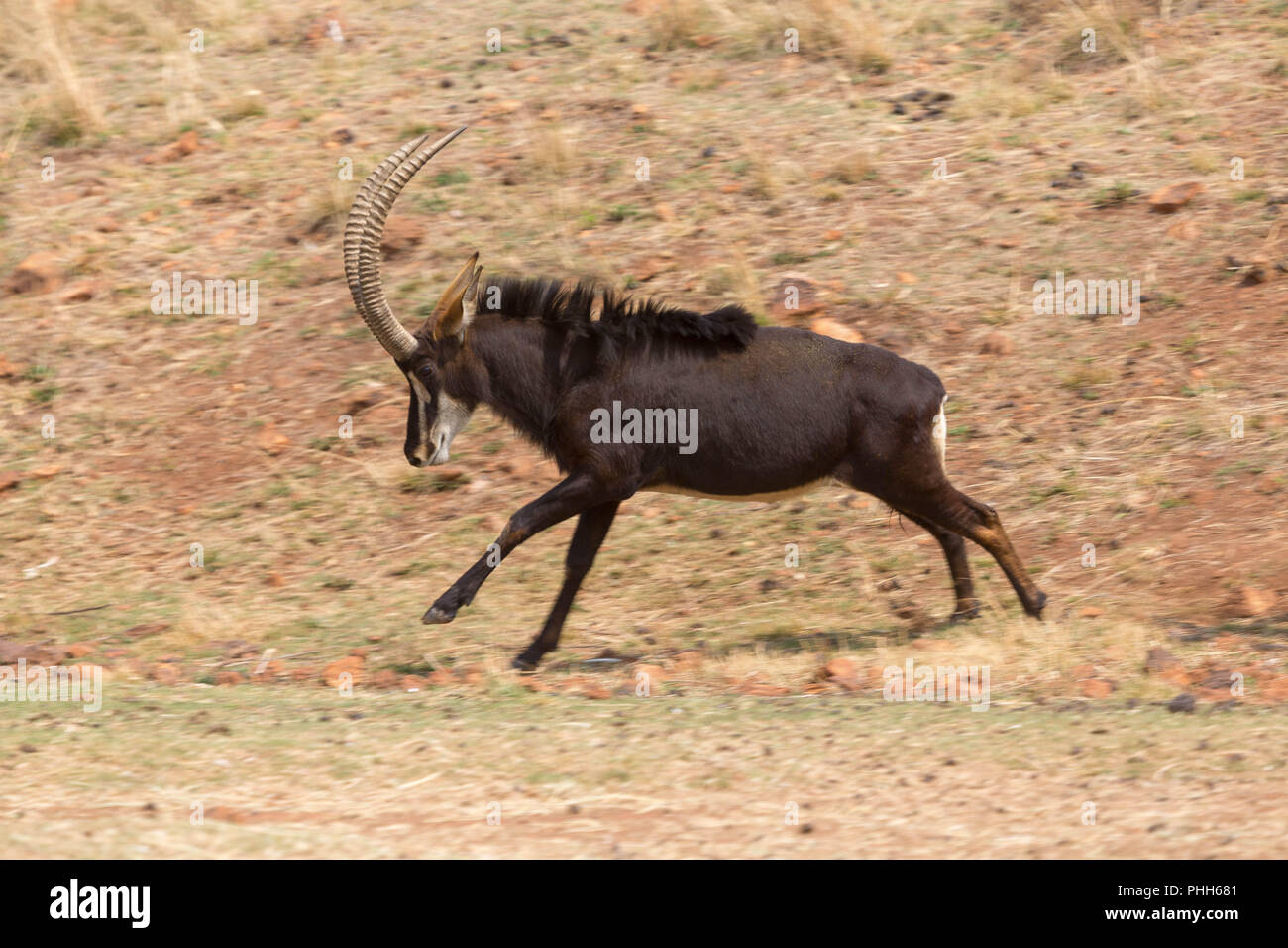 Antelopes running hi-res stock photography and images - Alamy