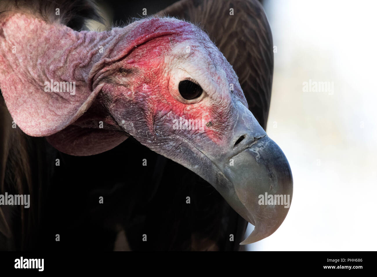 Lappet wings hi-res stock photography and images - Alamy