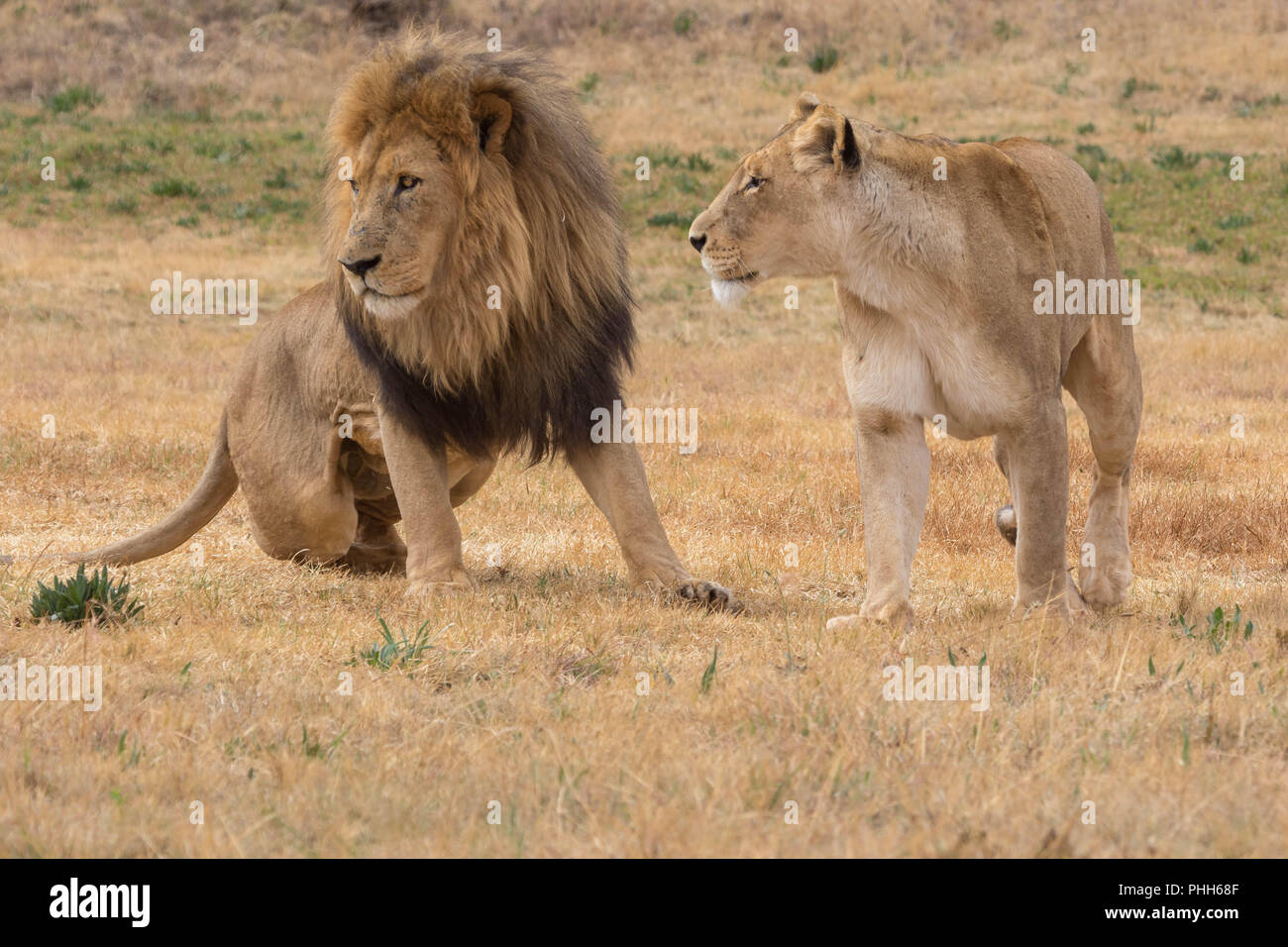 Male and female lion hi-res stock photography and images - Alamy