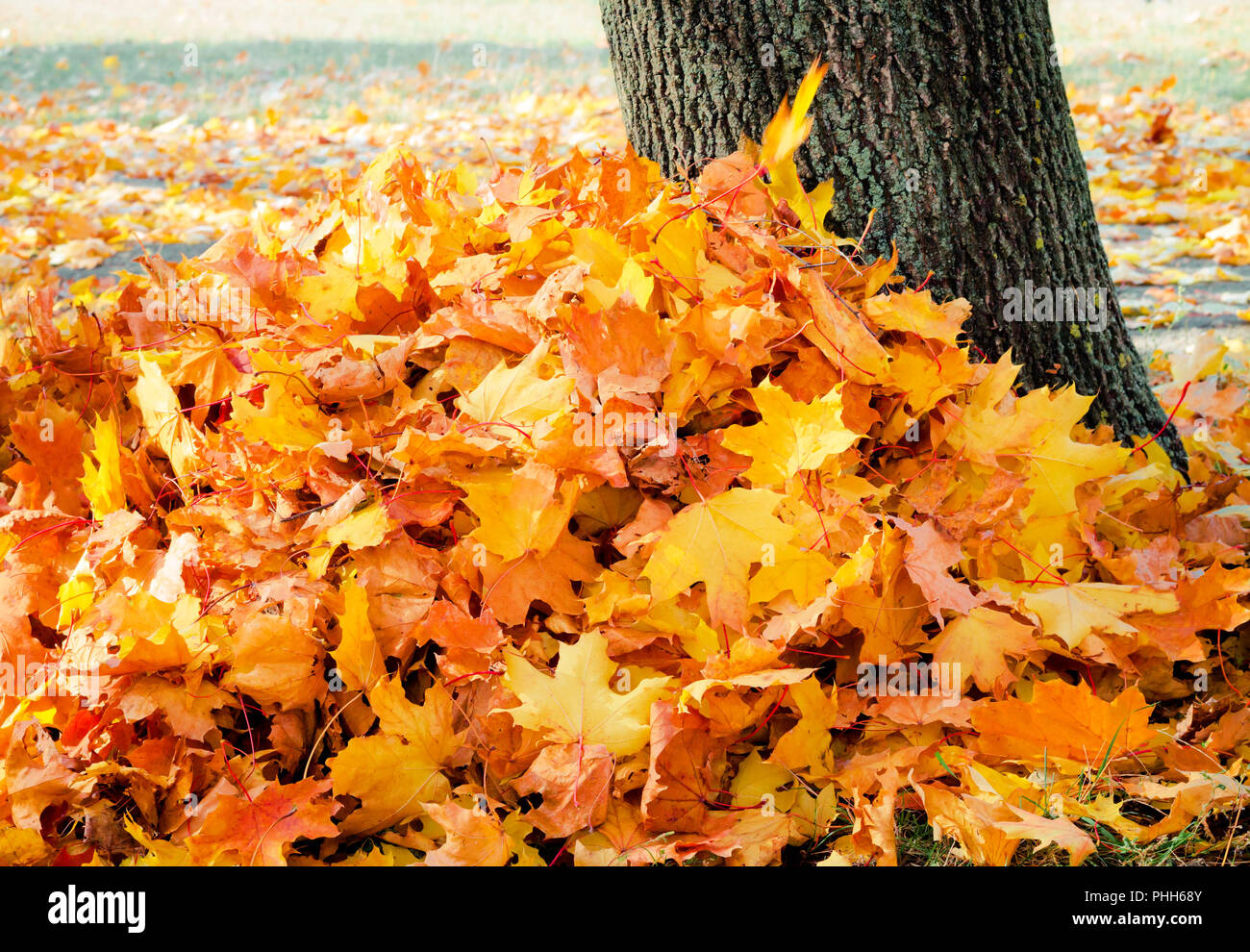 A pile of fallen leaves Stock Photo - Alamy