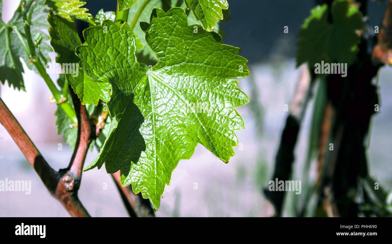 Bush Vine High Resolution Stock Photography and Images - Alamy