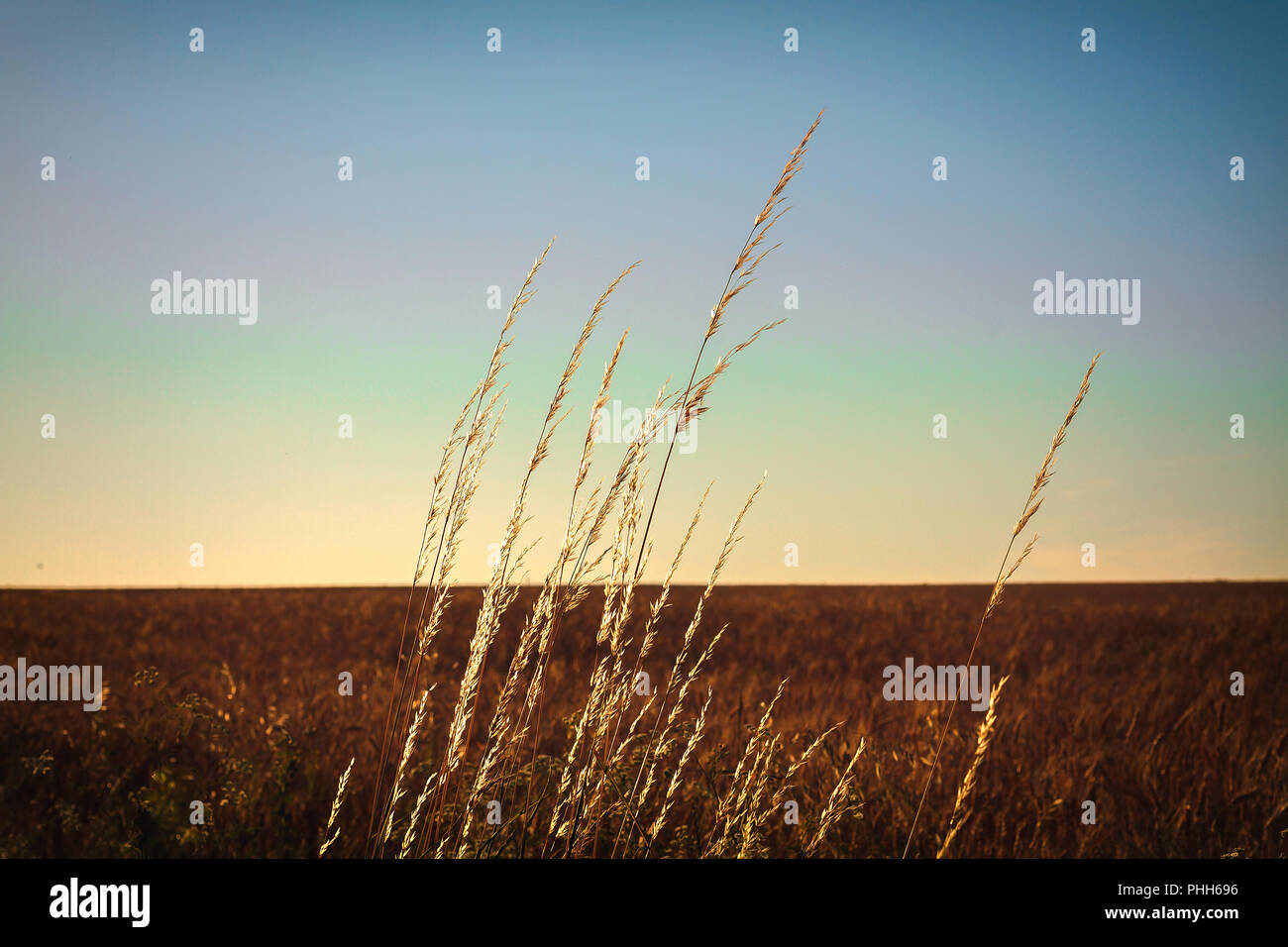 Stalks of grass hi-res stock photography and images - Alamy