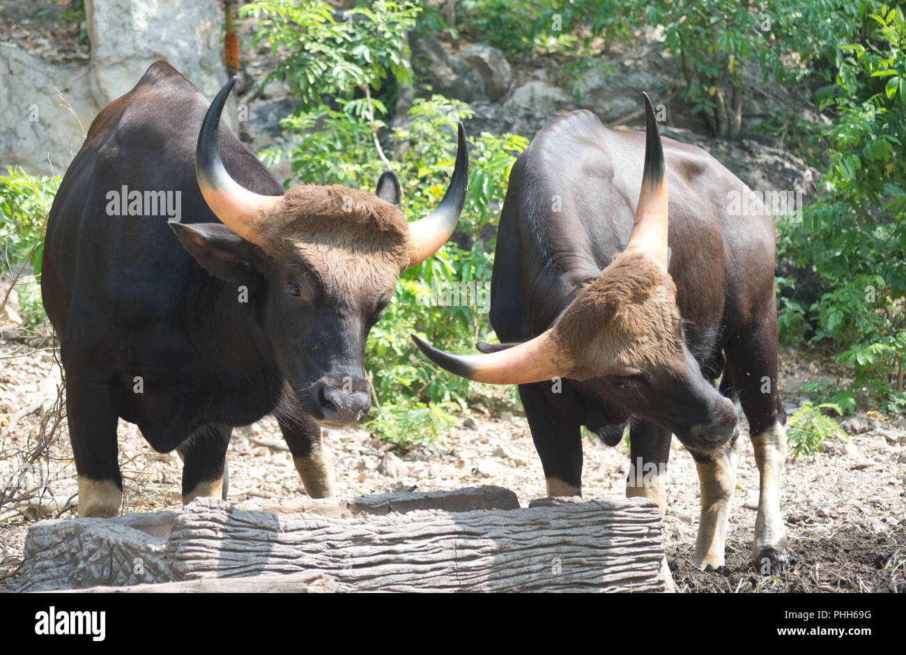 Two Thai bulls Stock Photo - Alamy