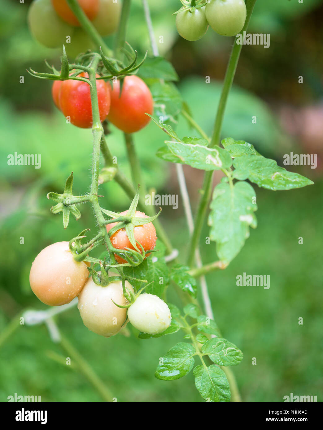 Growing tomatoes hi-res stock photography and images - Alamy