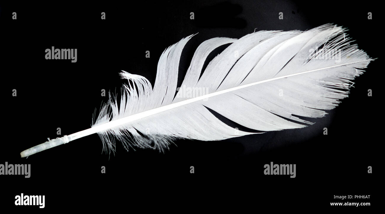 White feather hi-res stock photography and images - Alamy