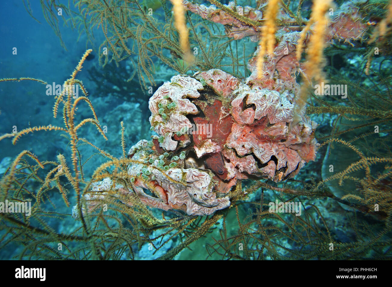 Lopha hi-res stock photography and images - Alamy