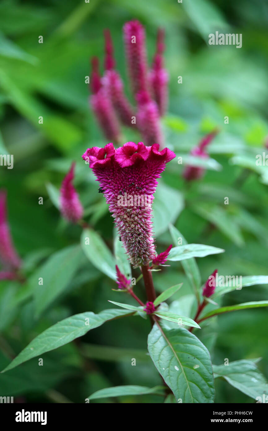 Celosia cristata cockscomb hi-res stock photography and images - Alamy