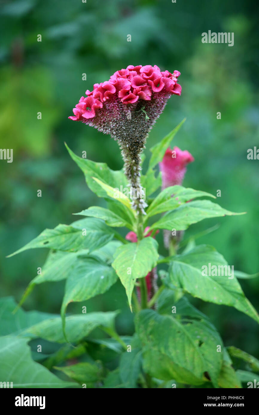 Celosia cristata cockscomb hi-res stock photography and images - Alamy