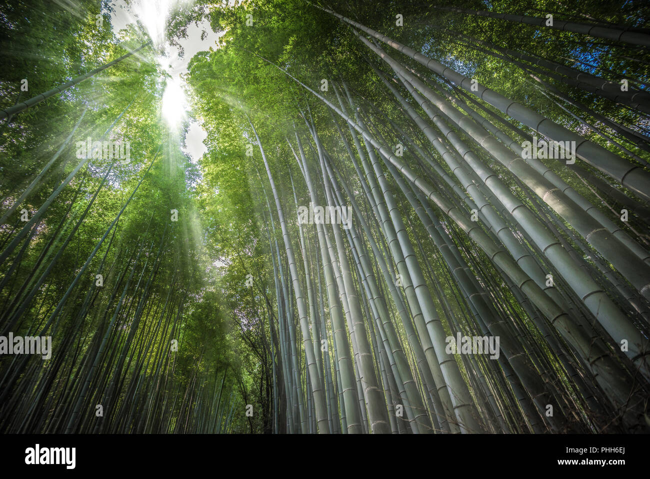 Sagano bamboo forest, kyoto, japan hi-res stock photography and images ...