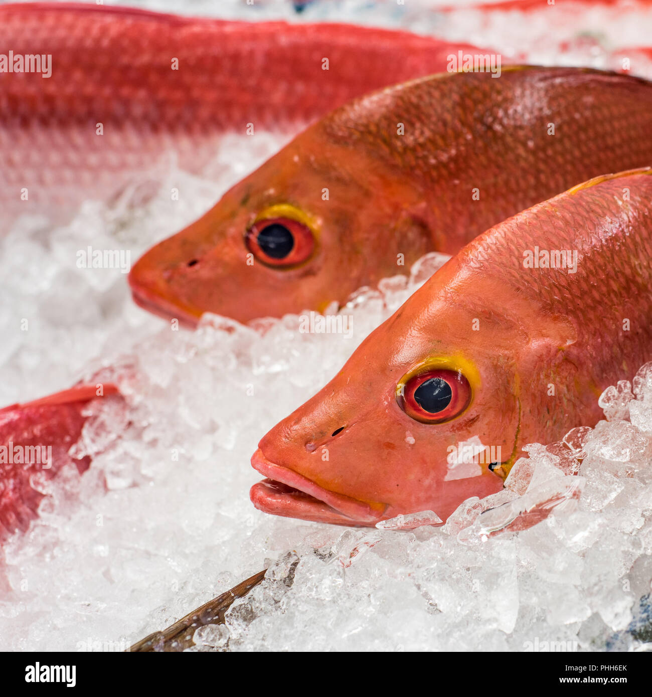 Red snapper at a fish market Stock Photo - Alamy
