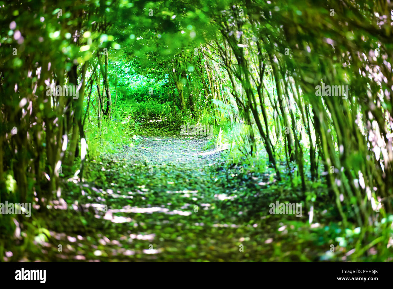 Magical pathway hi-res stock photography and images - Alamy