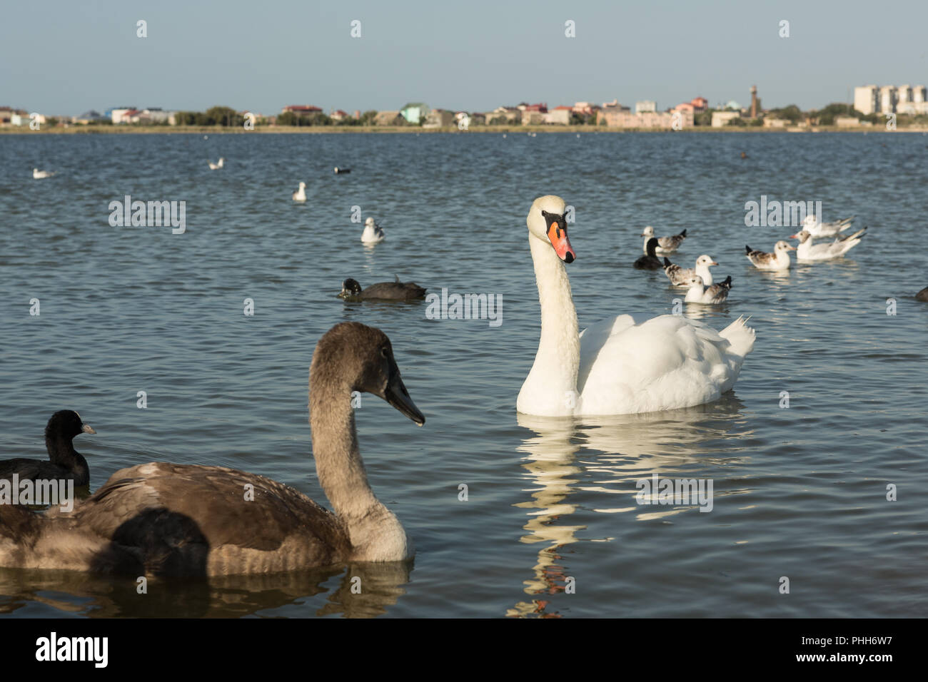 White swan on the water surface, on a warm summer day Stock Photo - Alamy