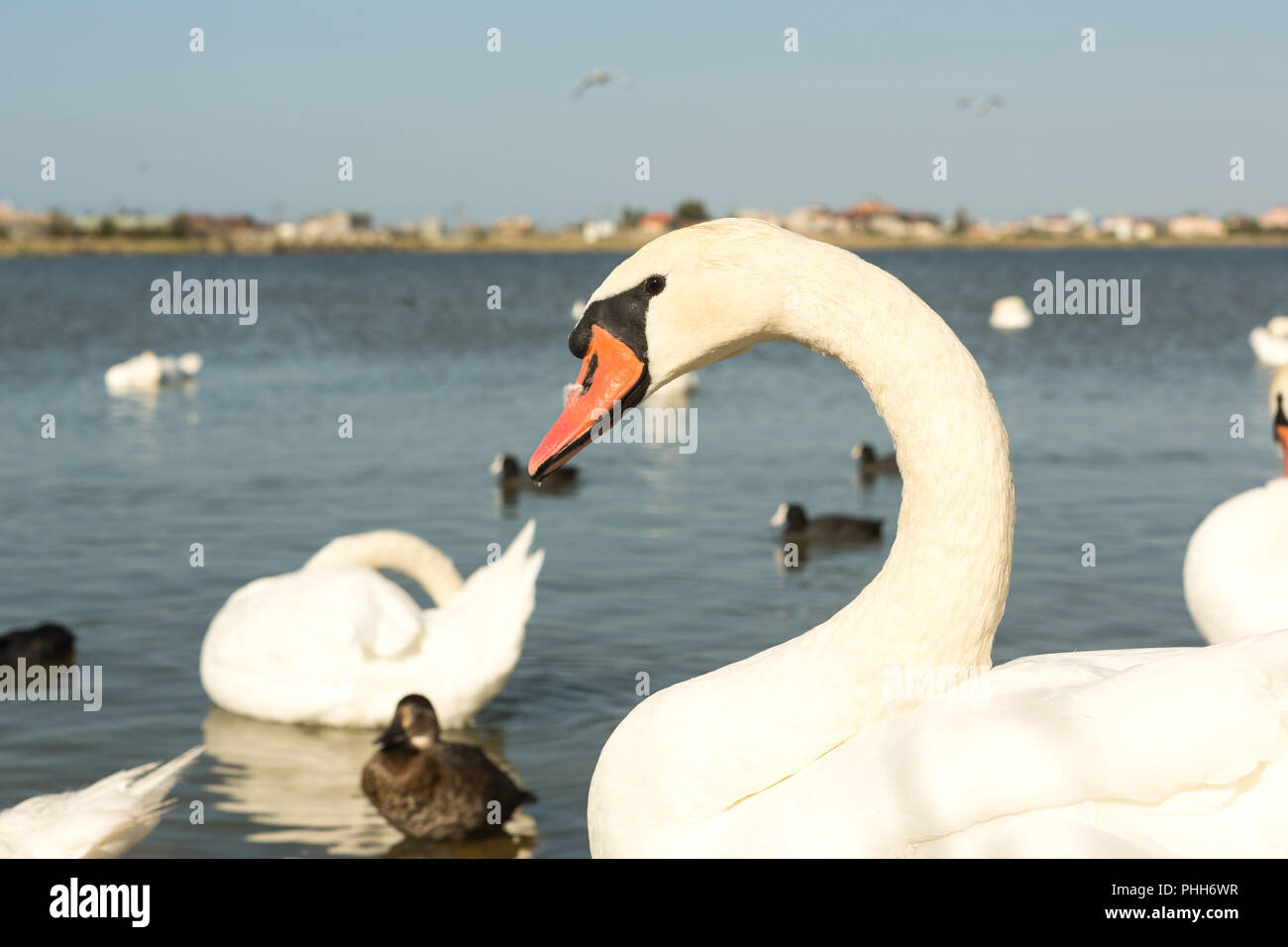 White swan on the water surface, on a warm summer day Stock Photo - Alamy