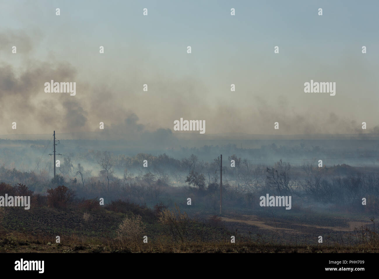 Forest fire. Burned trees after wildfire, pollution and a lot of smoke ...