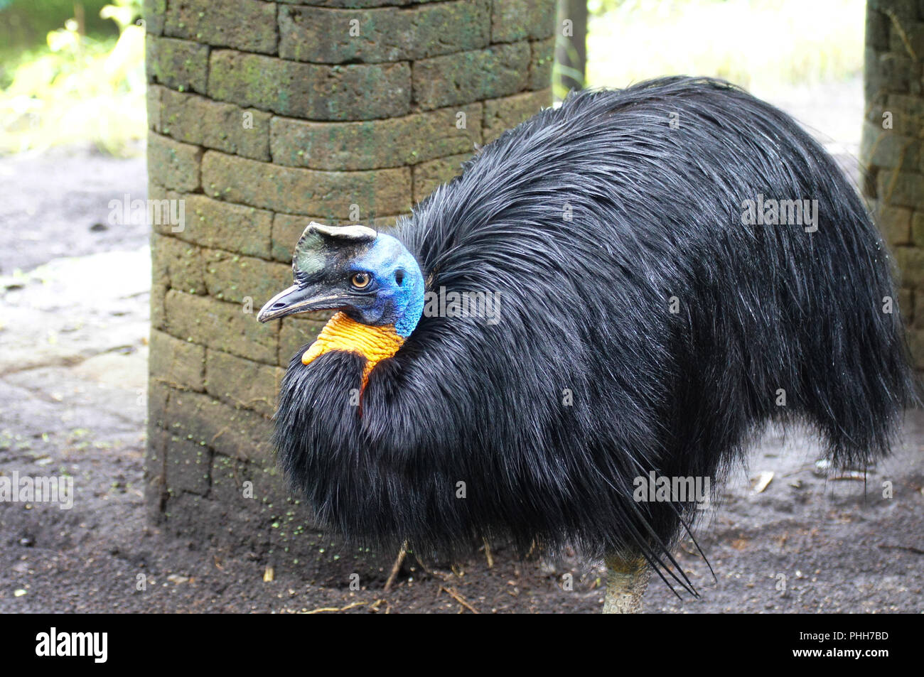 Southern cassowary, Casuarius casuarius, also known as double-wattled ...