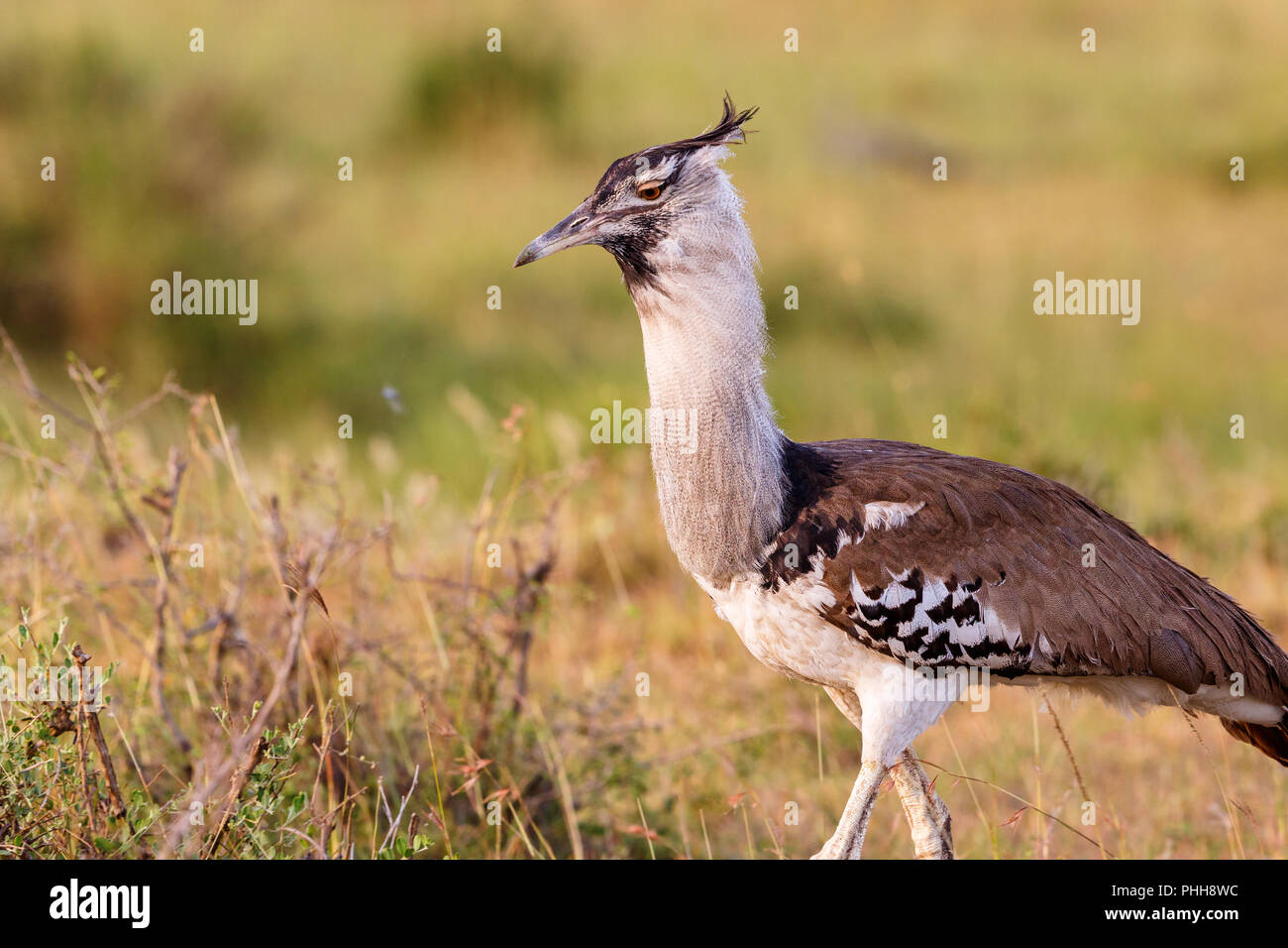 Savanna bird hi-res stock photography and images - Alamy