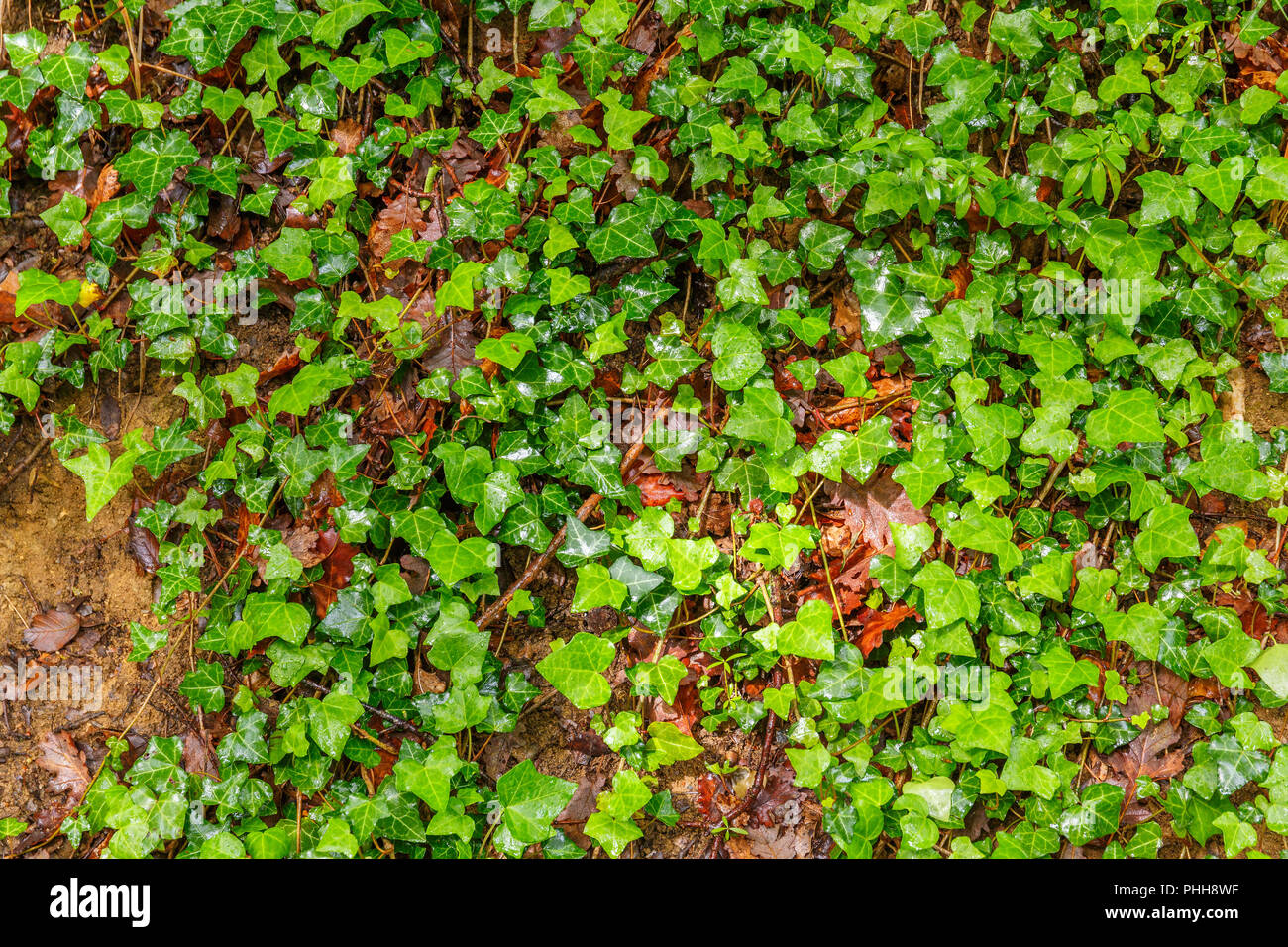Ivy growing on the forest floor Stock Photo - Alamy