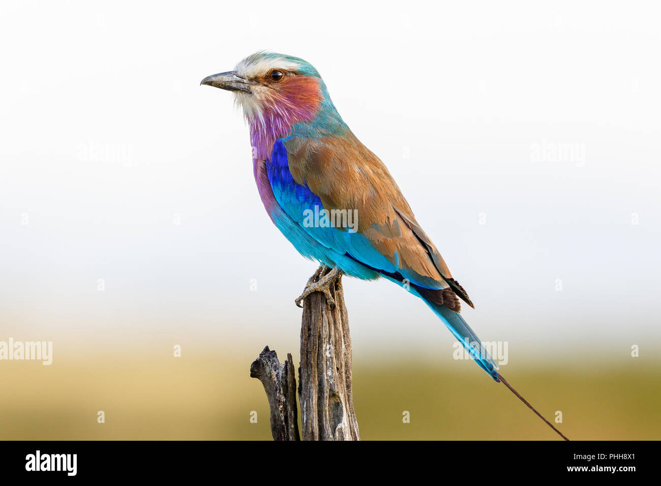 Colorful plumage hi-res stock photography and images - Alamy