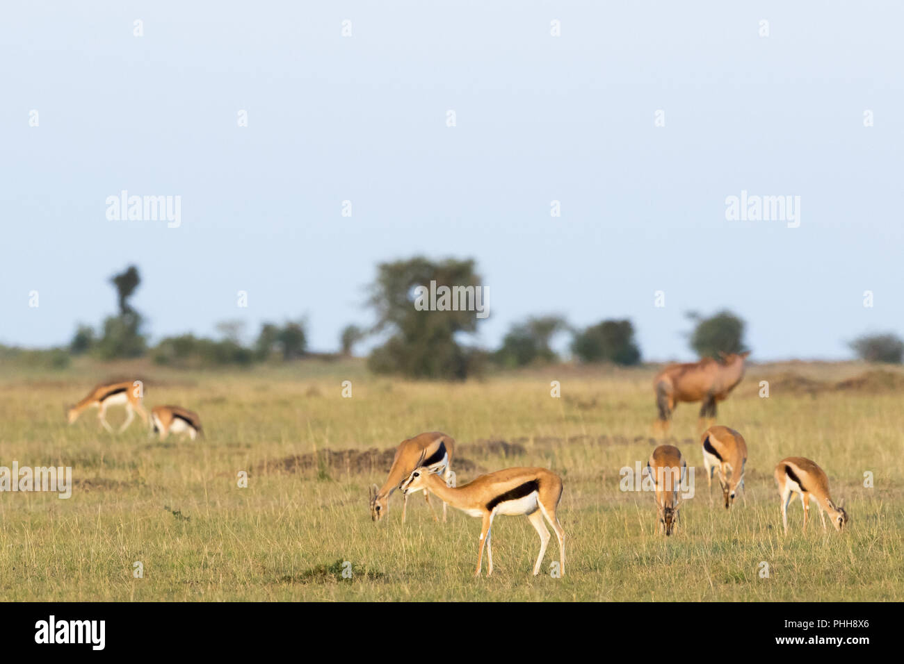 Flock with Thomson's gazelles on the African savannah landscape Stock ...