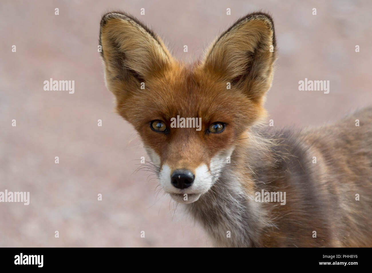 A red fox in a national Park Finland Stock Photo - Alamy