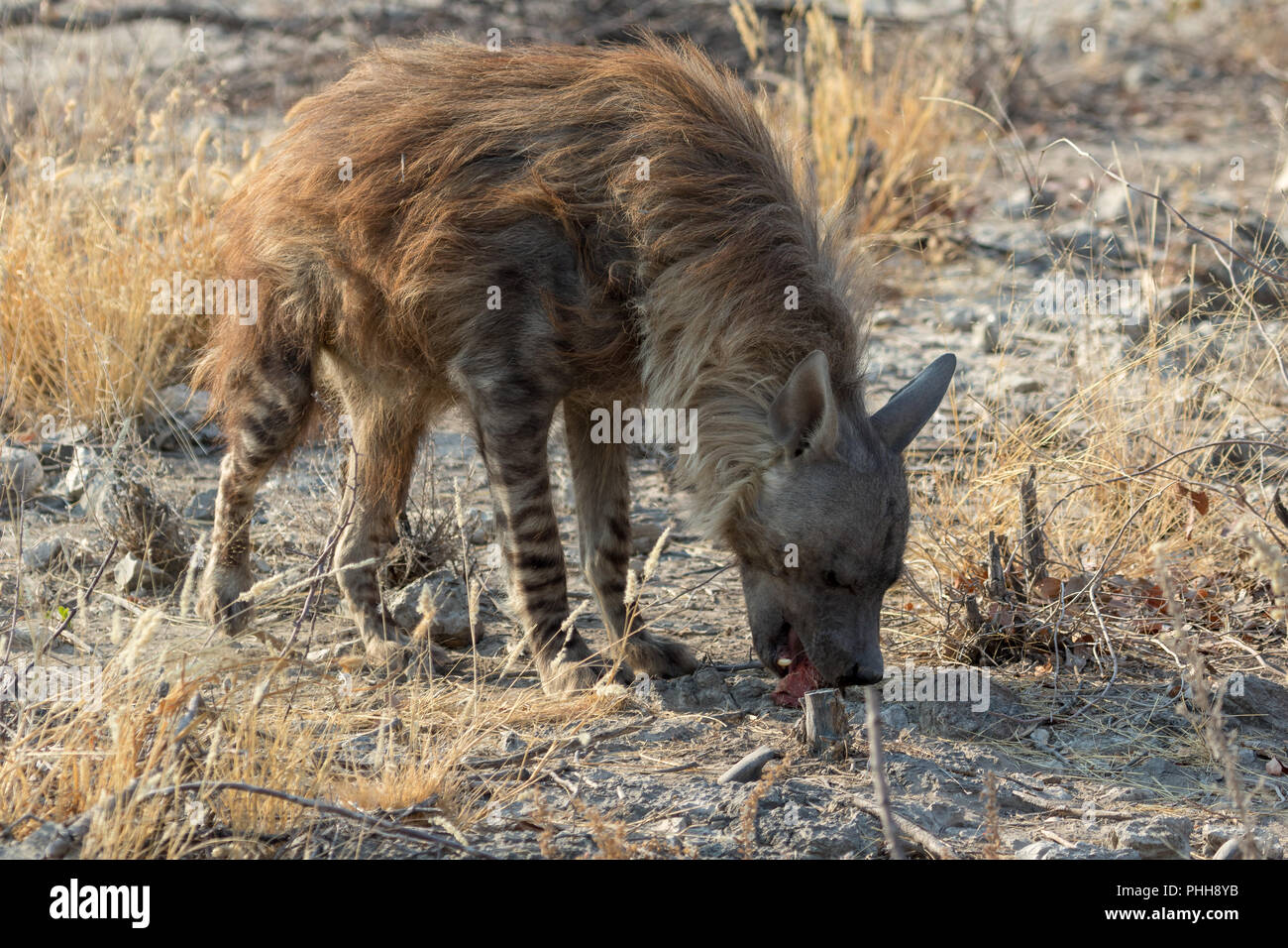 Brown hyena safari hi-res stock photography and images - Alamy