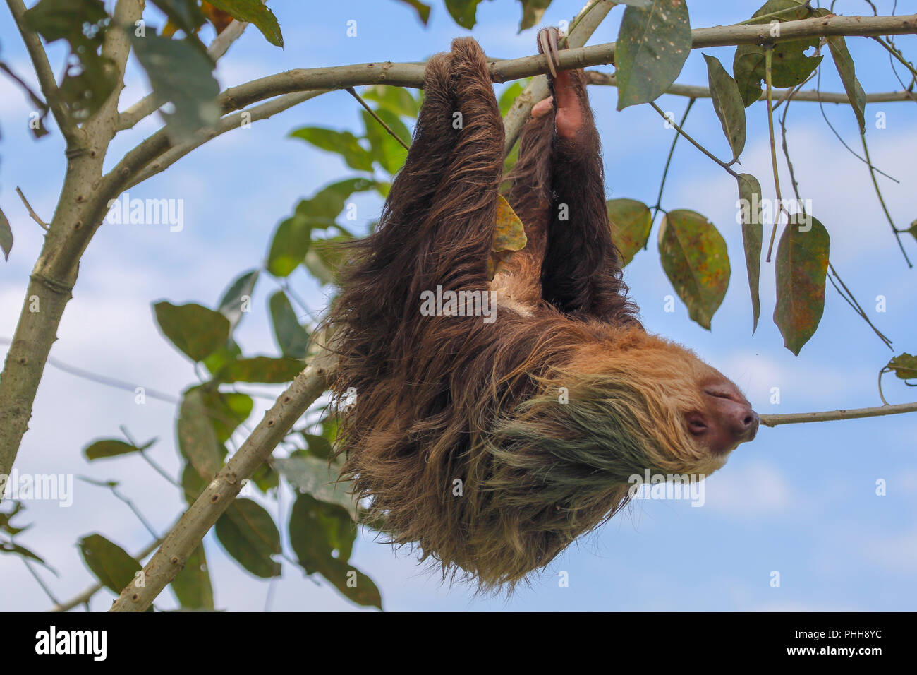 A sloth in the Cahuita National Park Costa Rica Stock Photo - Alamy
