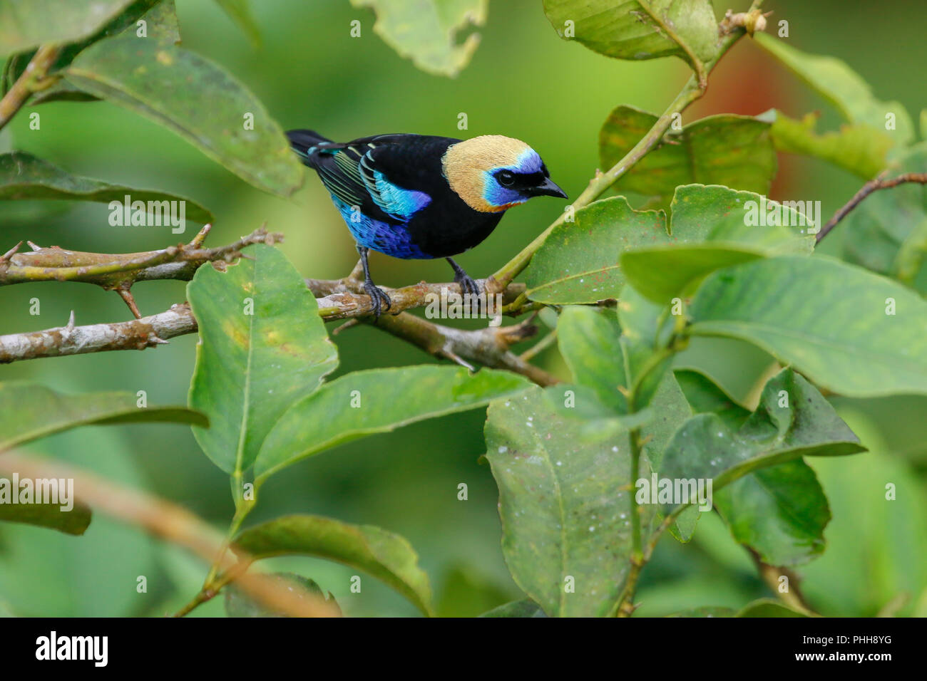 a Golden-hooded Tanager in the Arenal National Park Costa Rica Stock ...