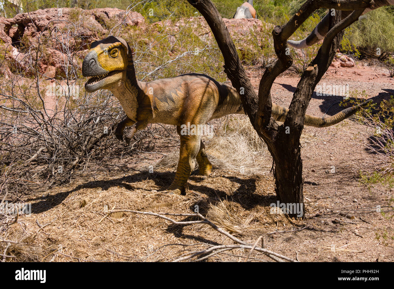 T rex sue skull hi-res stock photography and images - Alamy