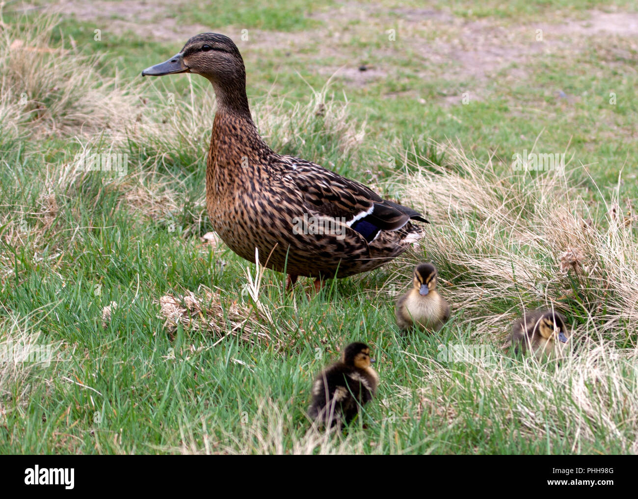 Mother duck and chicks at Ladybower Stock Photo - Alamy