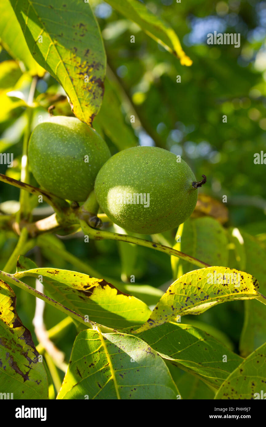 English Walnuts in growth Stock Photo - Alamy