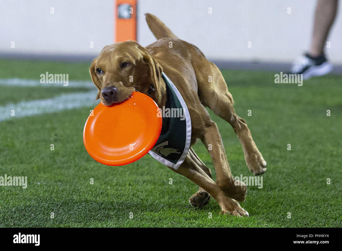 Zeke the wonder dog hi-res stock photography and images - Alamy