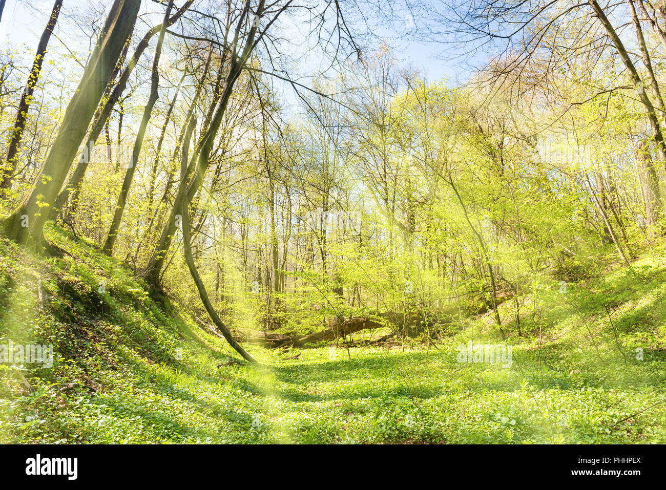 Spring daylight in forest hi-res stock photography and images - Alamy
