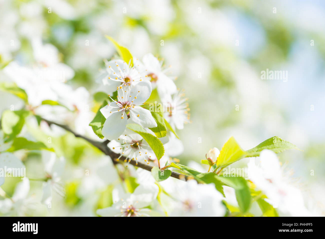 The bra tree hi-res stock photography and images - Alamy
