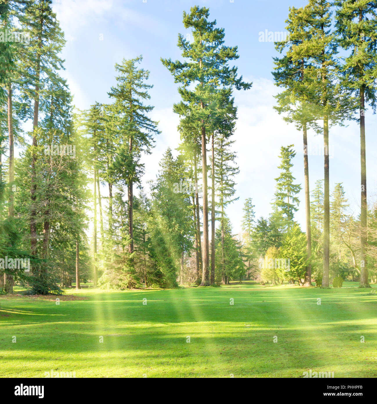 Green sunny park with big trees Stock Photo - Alamy