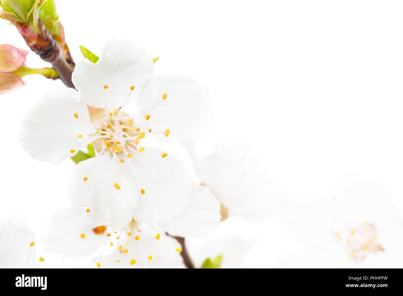White cherry flowers closeup hi-res stock photography and images - Alamy