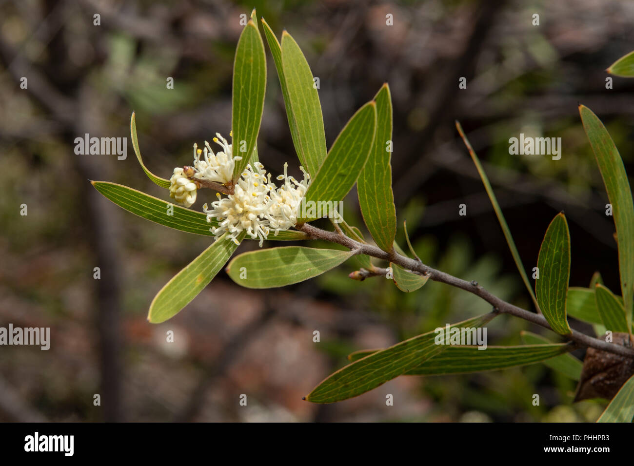Hakea flowers hi-res stock photography and images - Alamy
