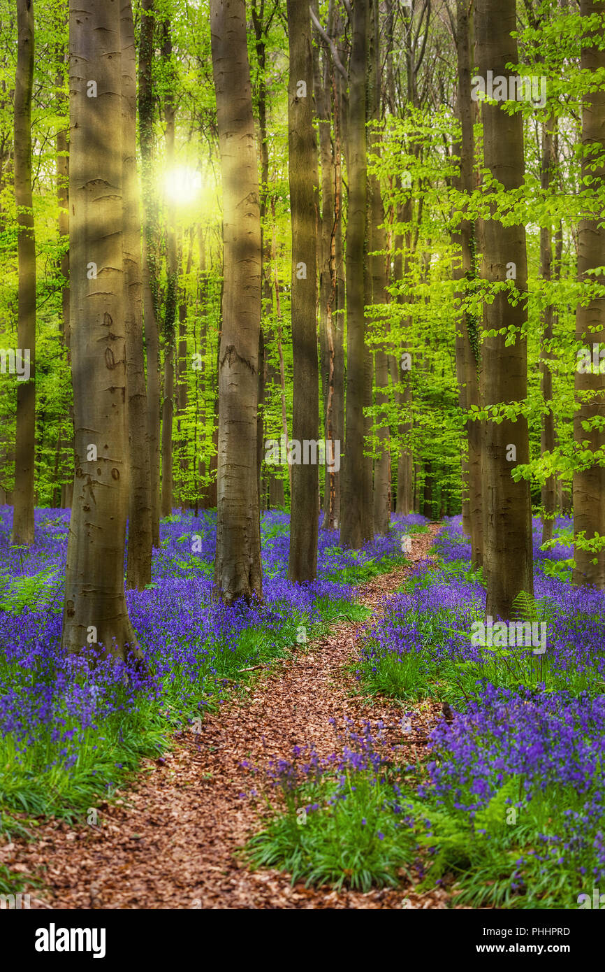 Famous forest Hallerbos in Brussels Belgium Stock Photo - Alamy