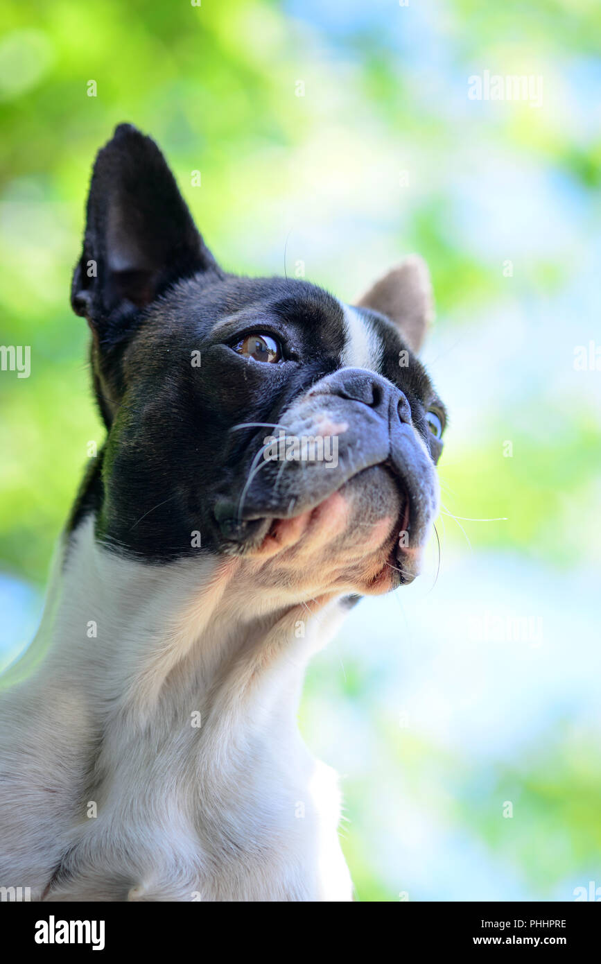 Boston terrier dog on blurred summer background Stock Photo - Alamy
