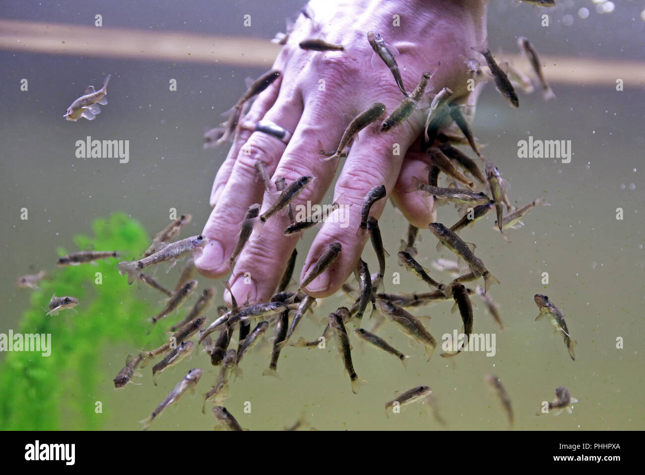 Kangalfish hi-res stock photography and images - Alamy