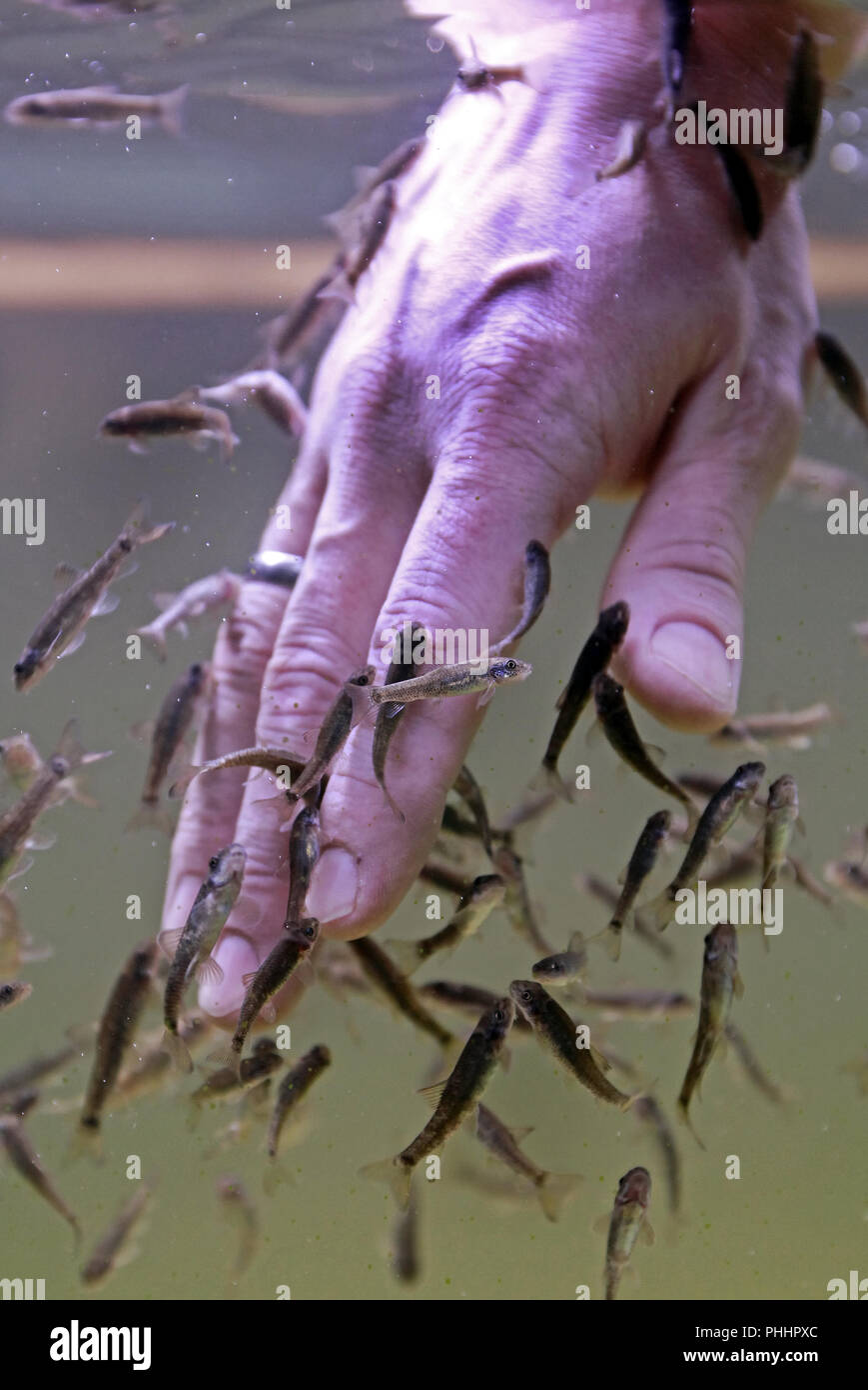 Kangalfish hi-res stock photography and images - Alamy