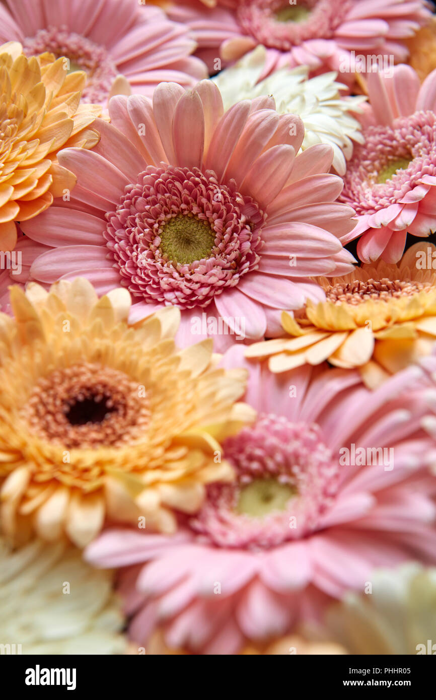 Beautiful background of colorful gerberas. Spring concept Stock Photo ...
