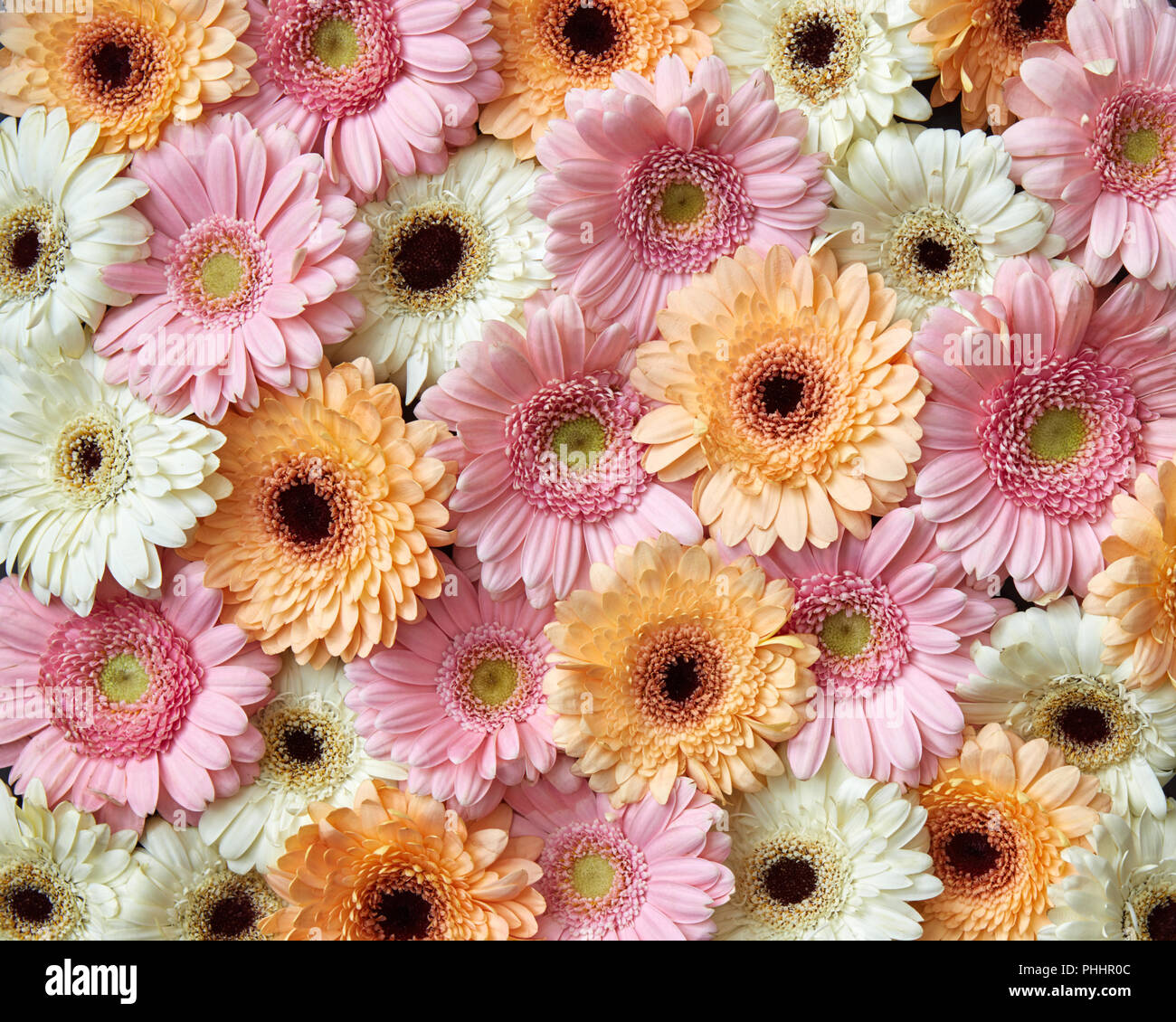 Floral background from different gerbera flowers. Spring concept Stock ...