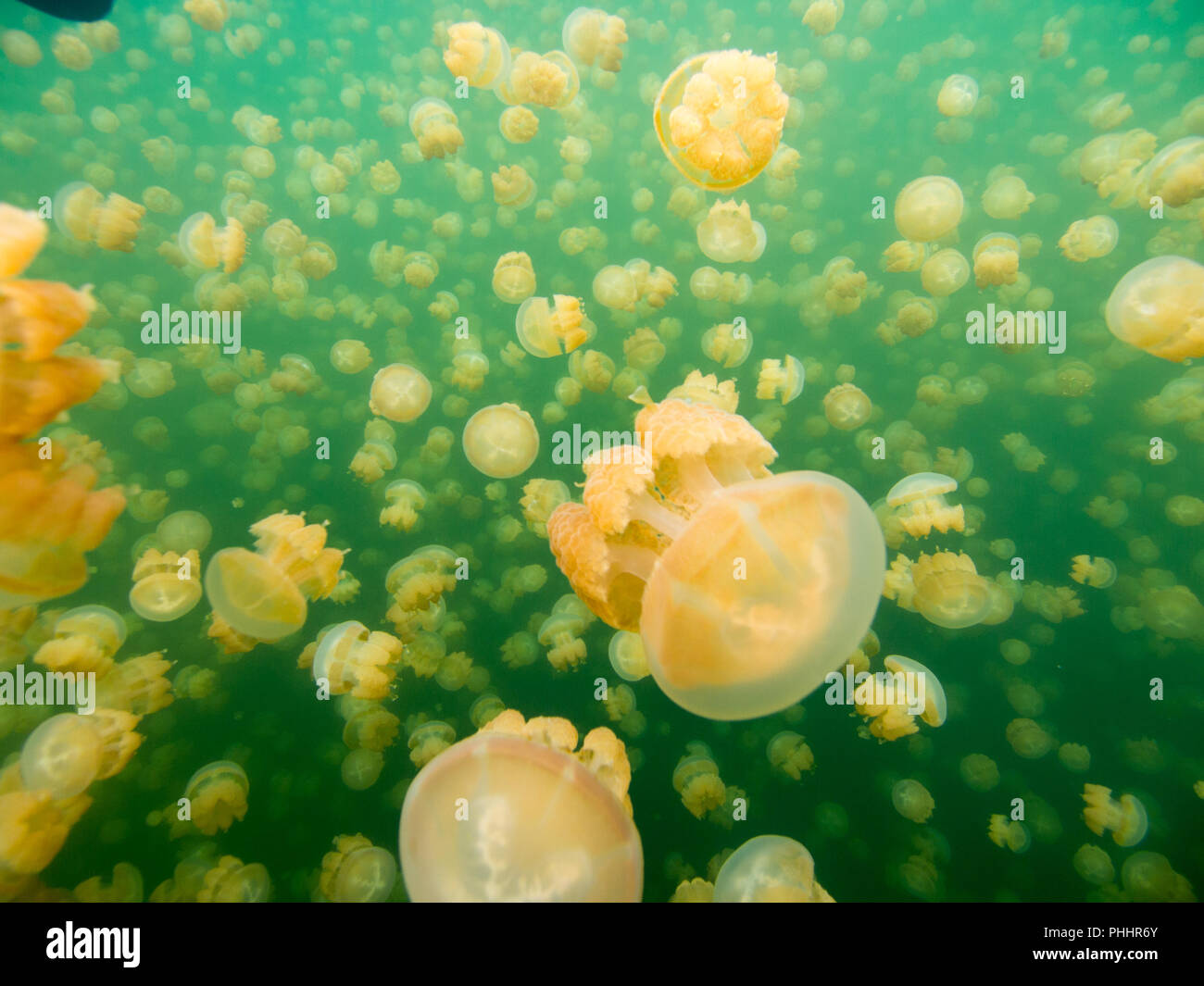 Wildlife jelly marine life hi-res stock photography and images - Alamy