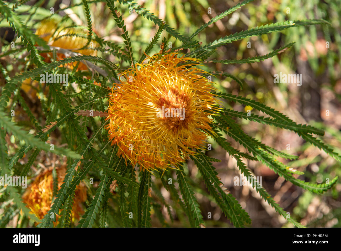 Dryandra High Resolution Stock Photography and Images - Alamy
