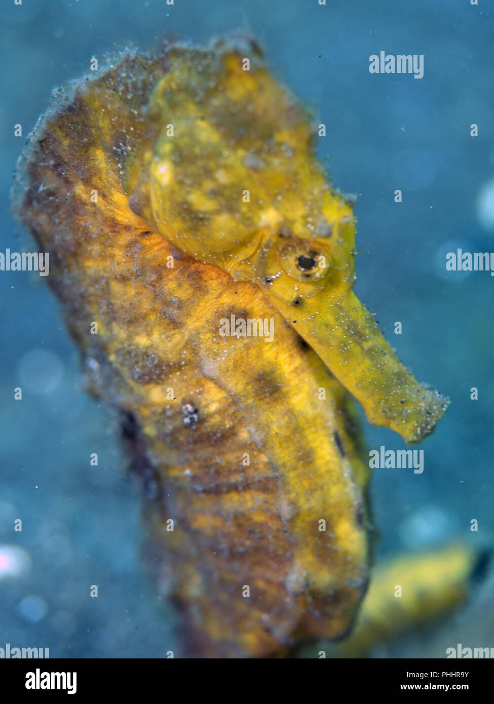 Underwater seahorse hi-res stock photography and images - Alamy