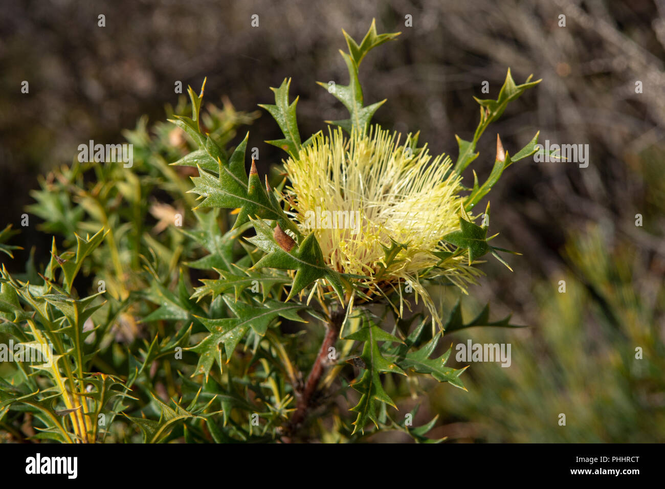 Dryandra hi-res stock photography and images - Alamy