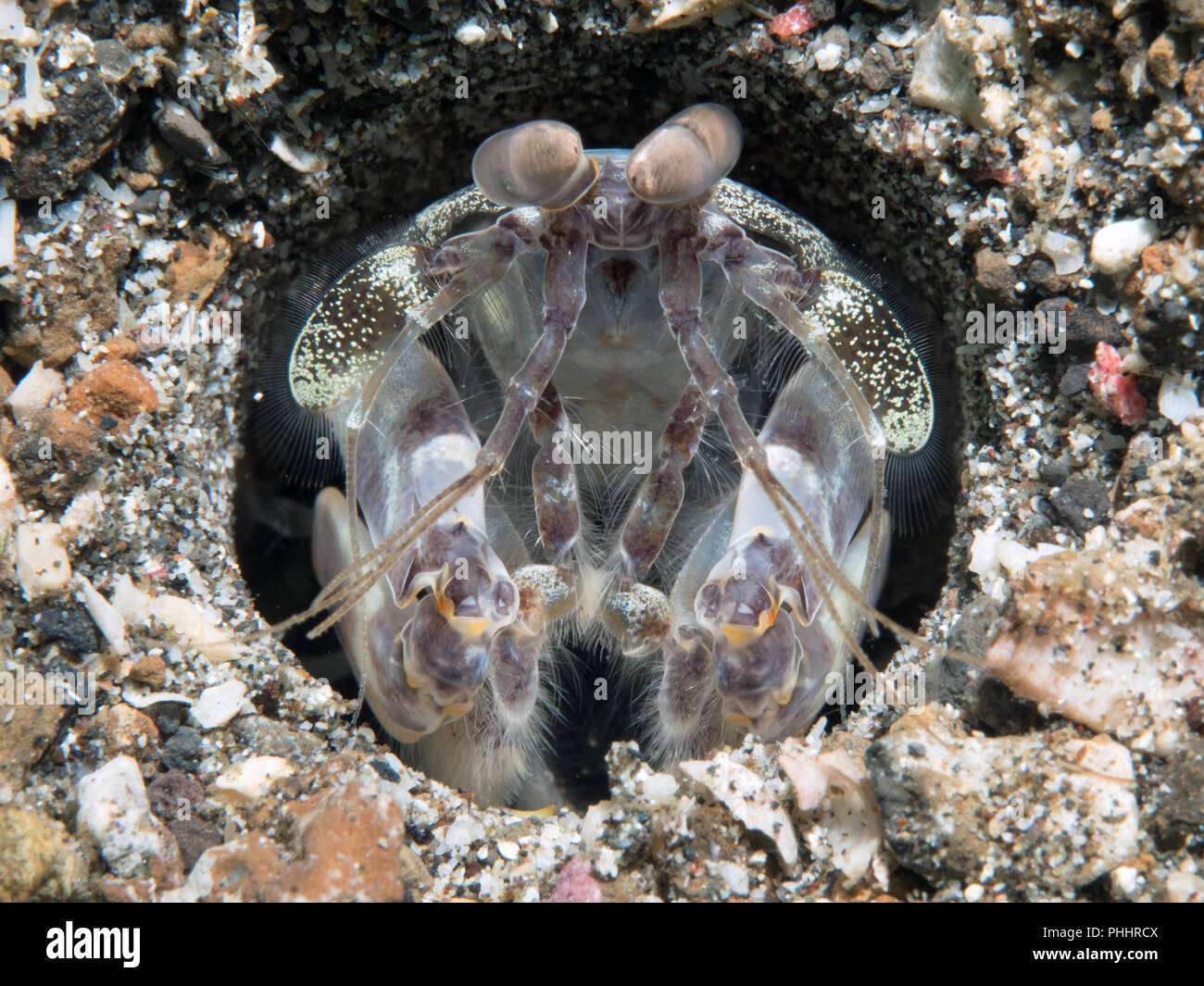 Mantis fish hi-res stock photography and images - Alamy