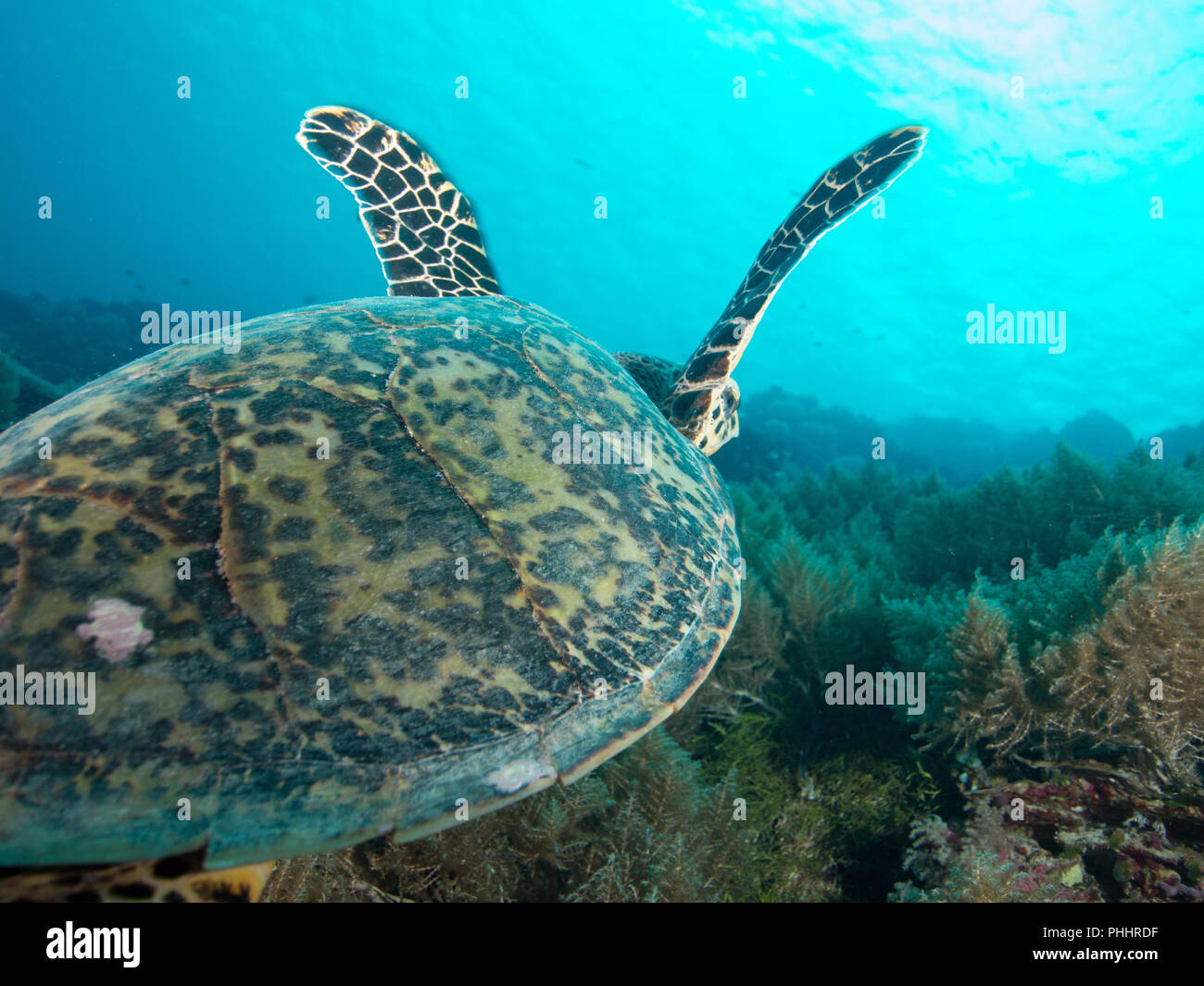 Turtle swim fish hi-res stock photography and images - Alamy