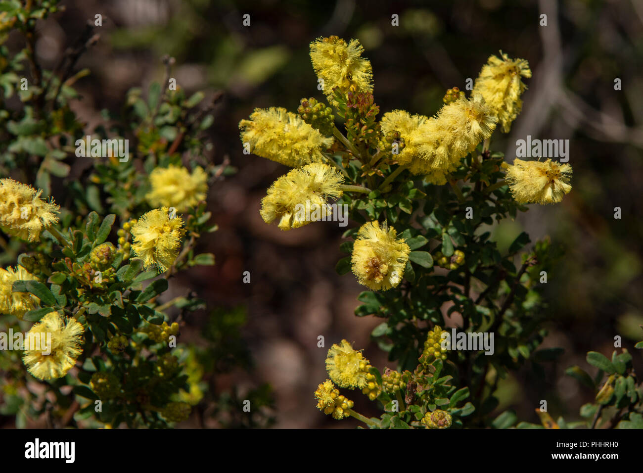 Australian native plant wattle flowers hi-res stock photography and ...